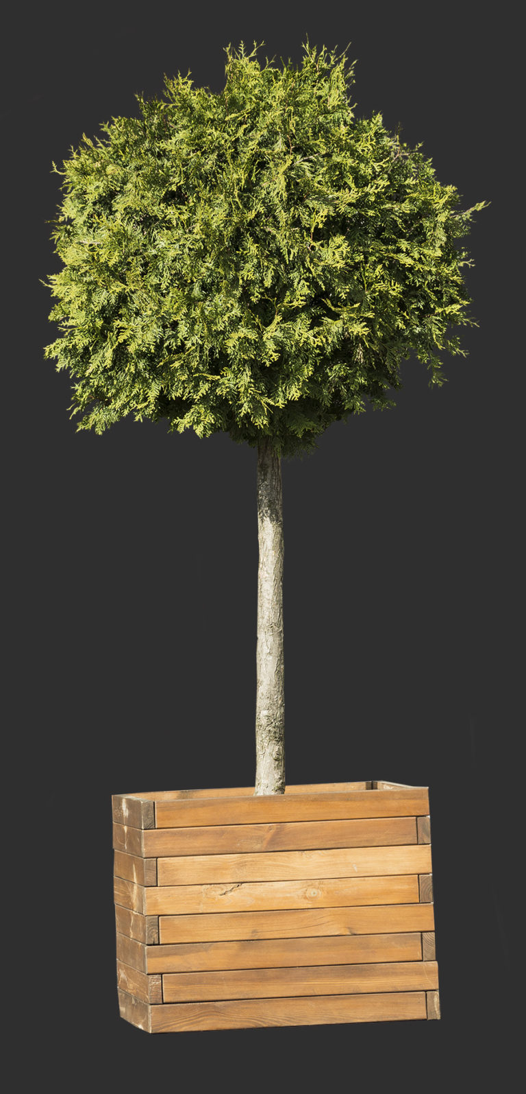 Free Tree Cutouts - Gamma 2.2
