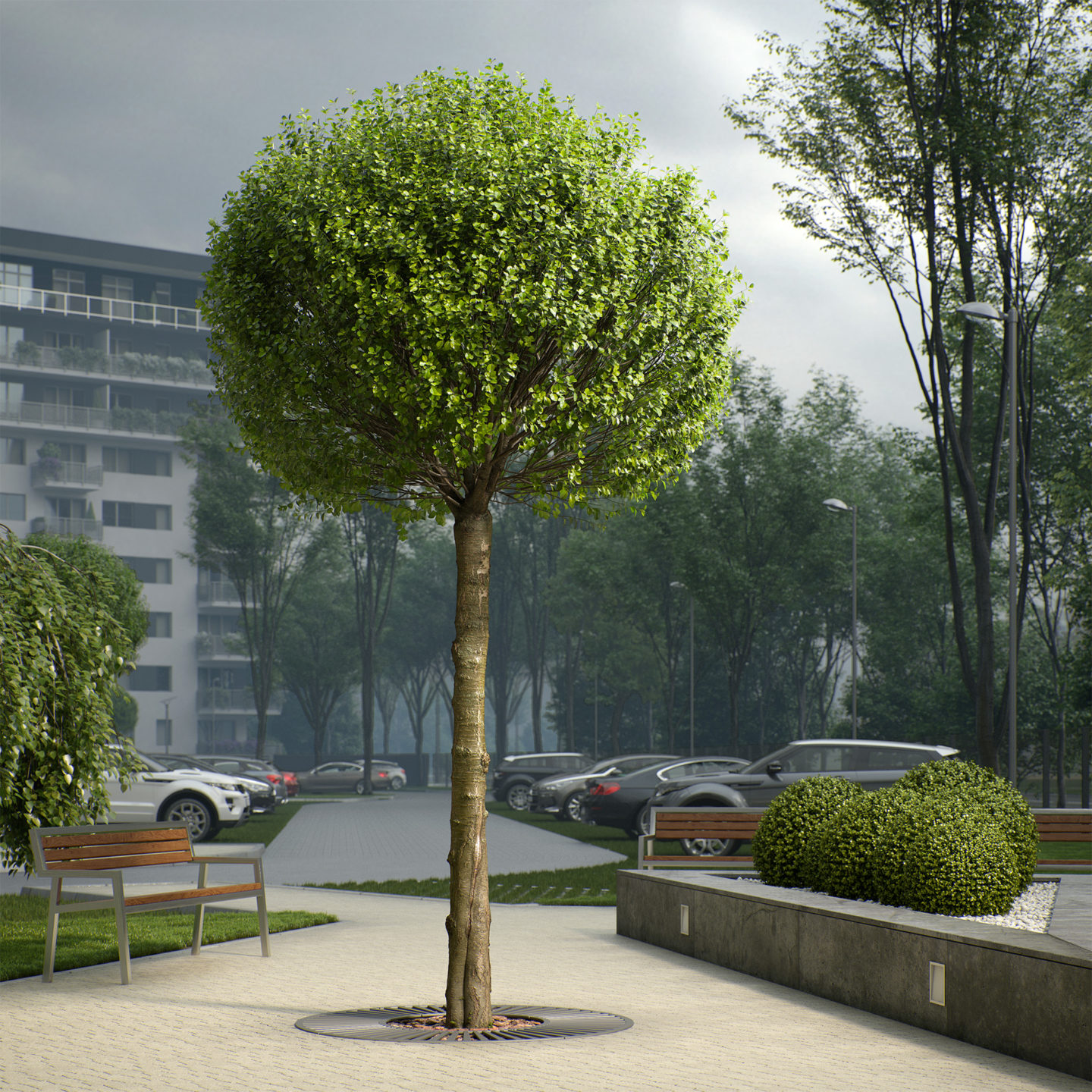 Globe Cherry Tree 3D models - Gamma 2.2