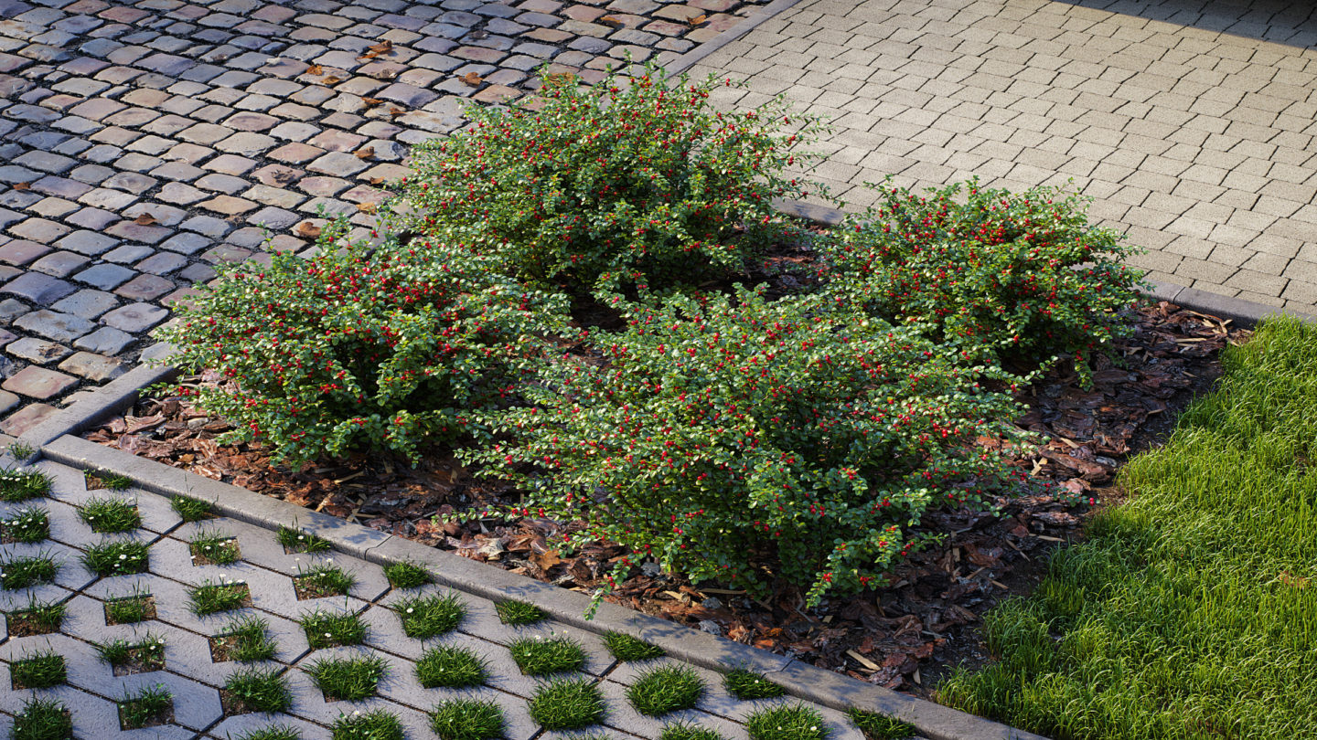 Bearberry 'Cotoneaster horizontalis' 3D model - Gamma 2.2